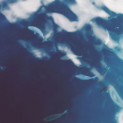 Popular Genres - GoMusix